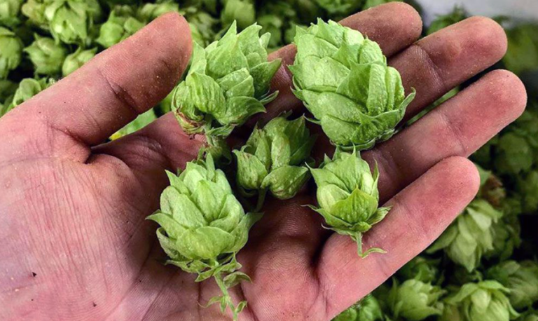 Brewing Hops: The Greatest Reason Behind Drinking Beer – ReasonsTo.com.au